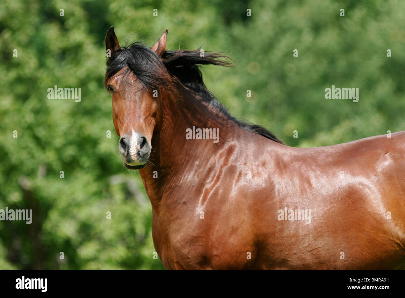 Pure blood lusitano hi-res stock photography and images - Alamy