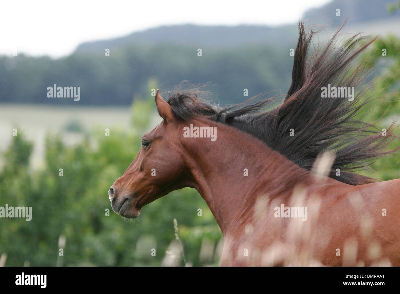 Pferde galoppieren hi-res stock photography and images - Alamy