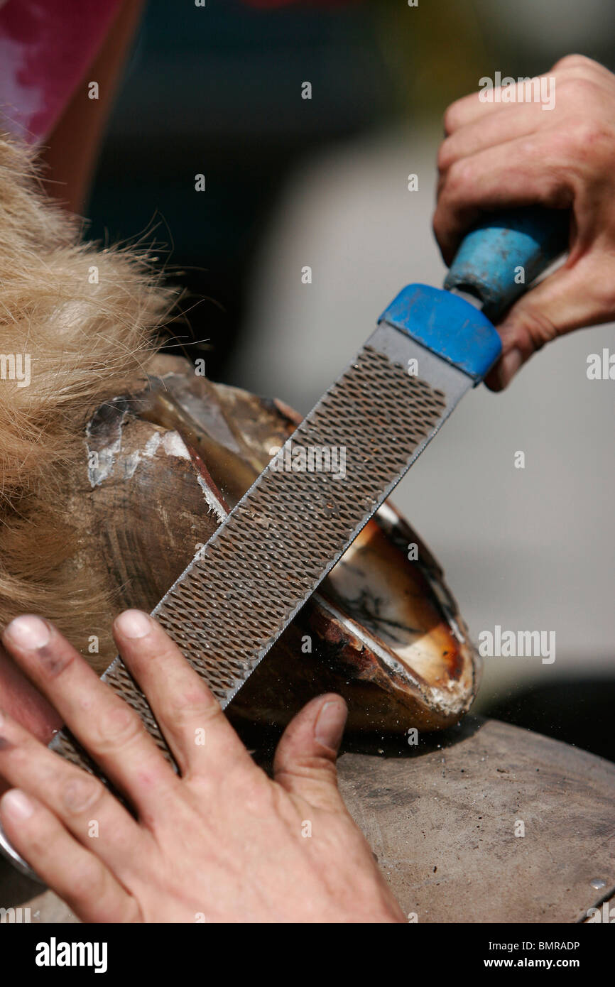Farrier rasping hi-res stock photography and images - Alamy