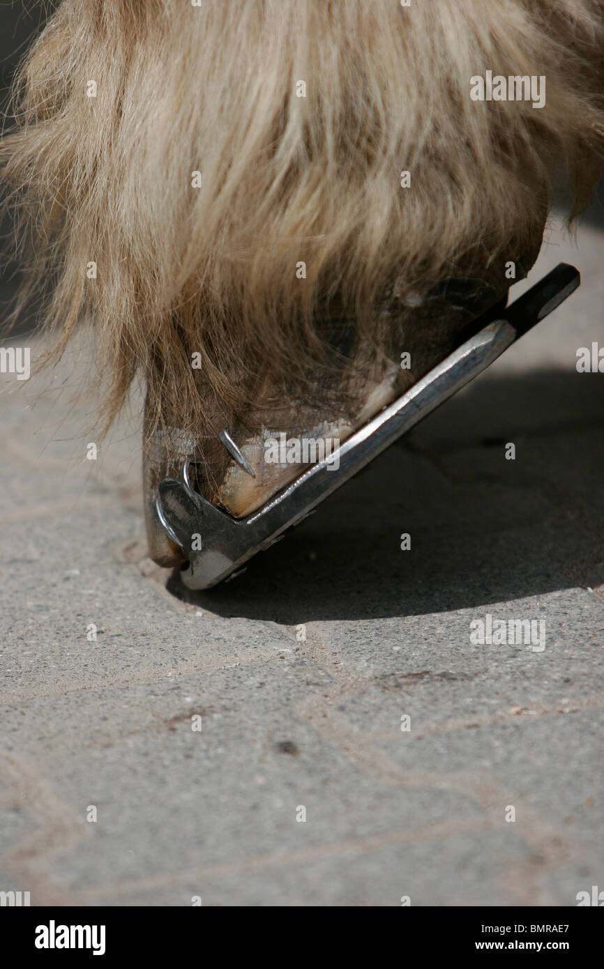 Farrier shod a horse hi-res stock photography and images - Alamy