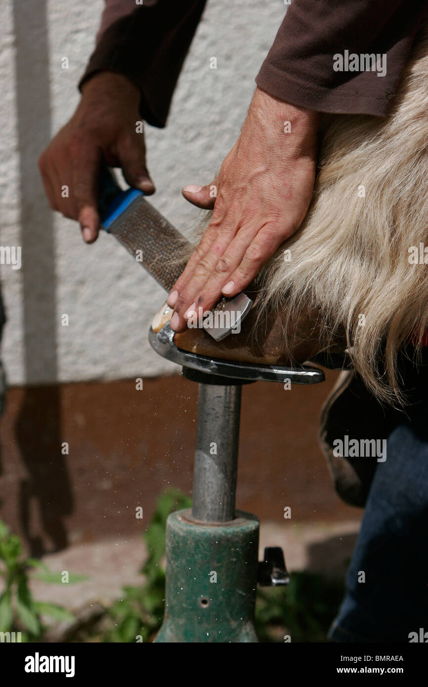 Farrier rasping hi-res stock photography and images - Alamy