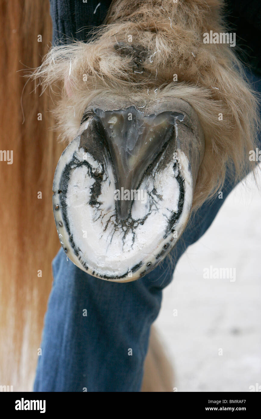 Shoed horse hi-res stock photography and images - Alamy