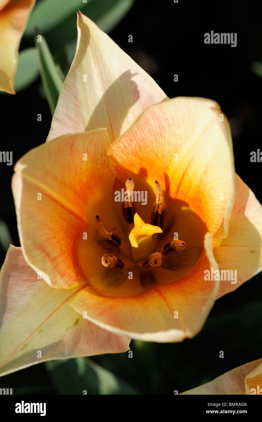Fur elise tulip hi-res stock photography and images - Alamy
