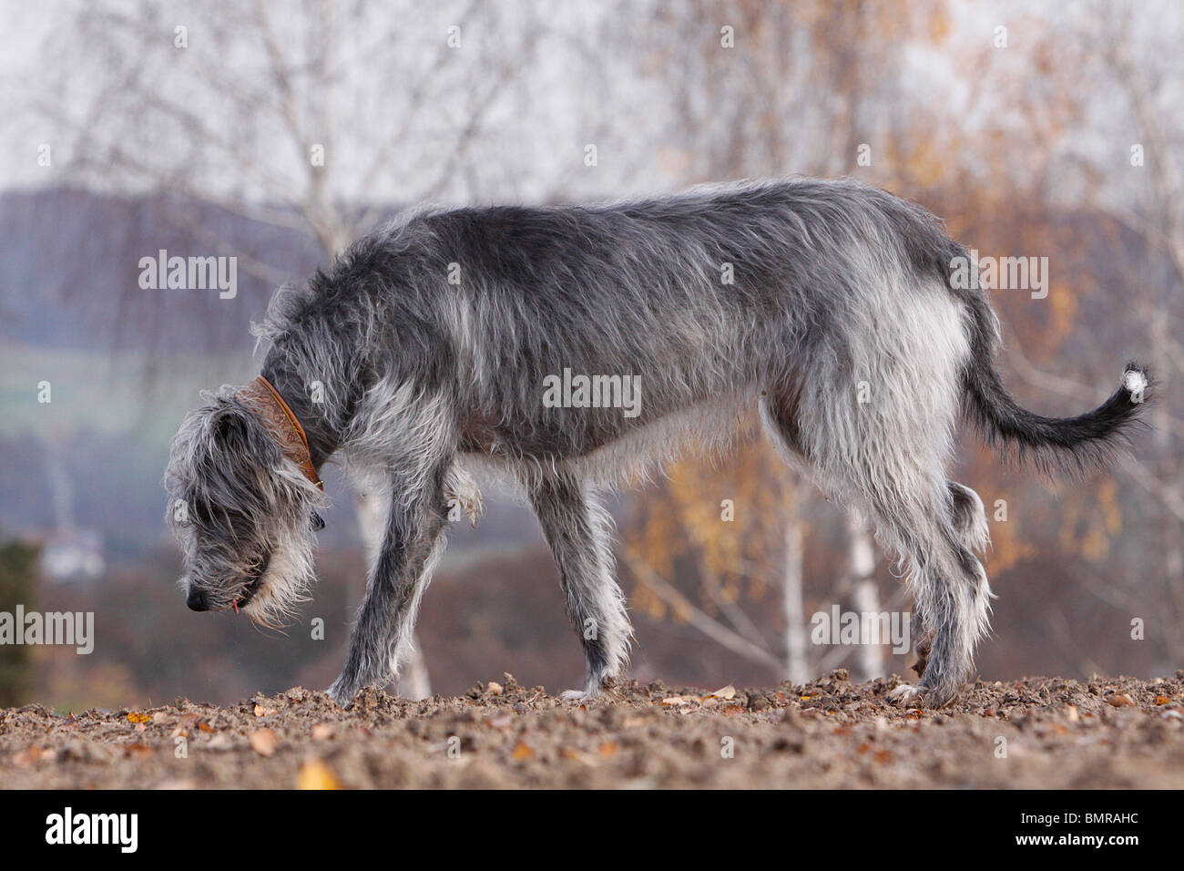 Walking irish wolfhound hi-res stock photography and images - Alamy