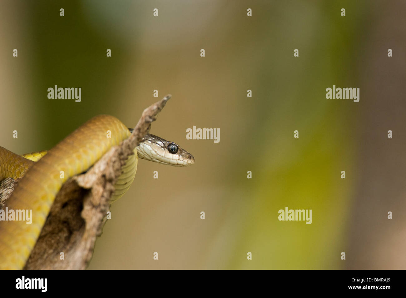 Common tree snake Dendrelaphis punctulata Kakadu National Park ...