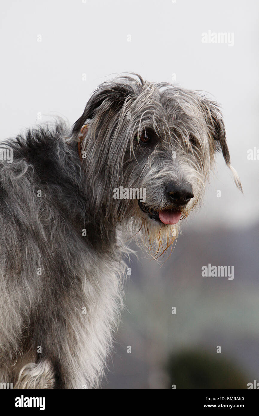 Irish Wolfhound Portrait Stock Photo - Alamy
