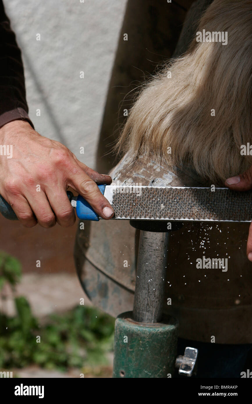 Farrier rasping hi-res stock photography and images - Alamy