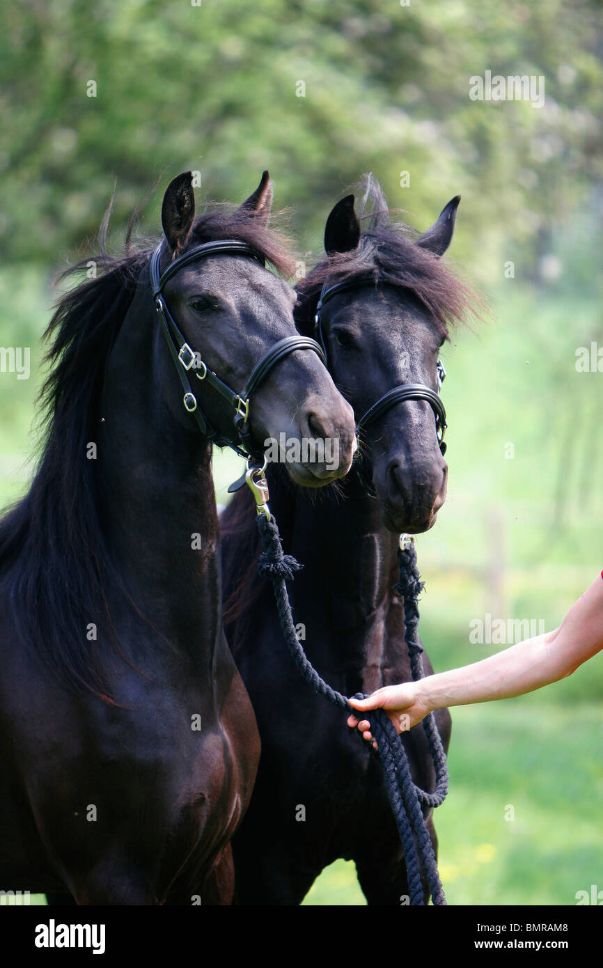 Two friesian horses portrait hi-res stock photography and images - Alamy
