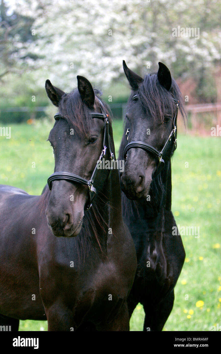 Two friesian horses portrait hi-res stock photography and images - Alamy