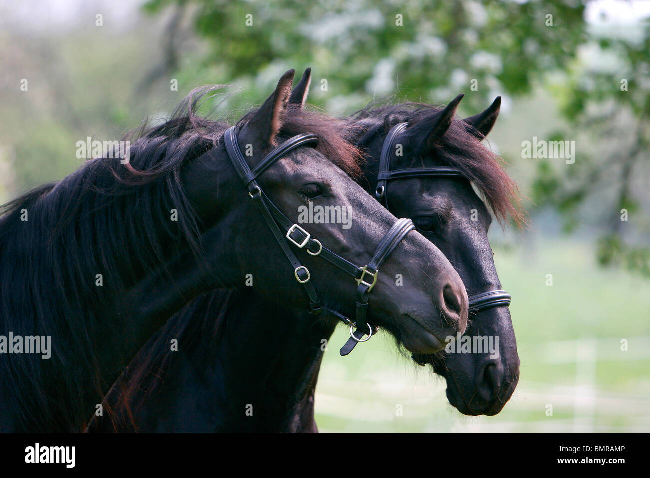 Two friesian horses portrait hi-res stock photography and images - Alamy