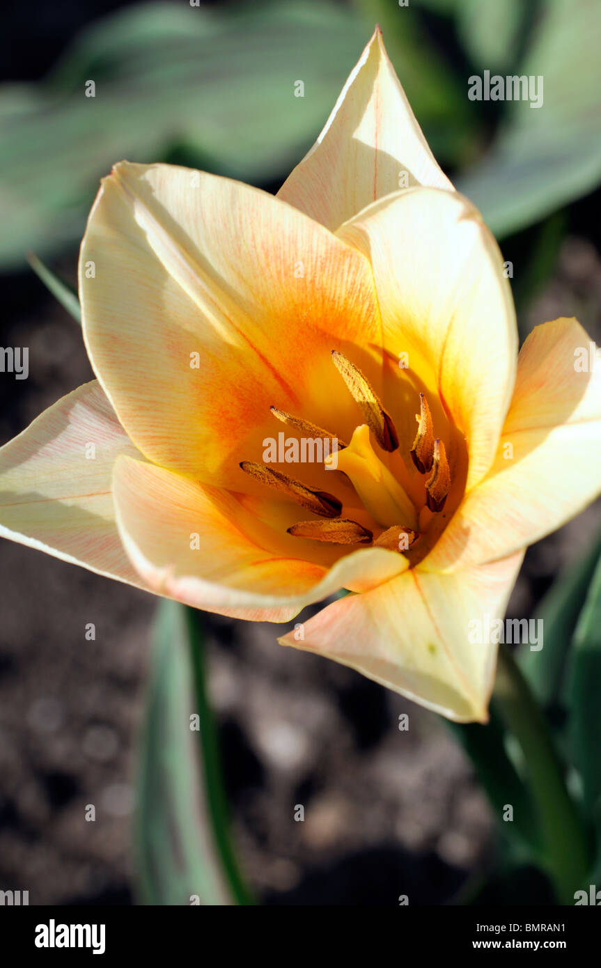 tulipa tulip fur elise greigii group 5 flowers spring bunch group ...