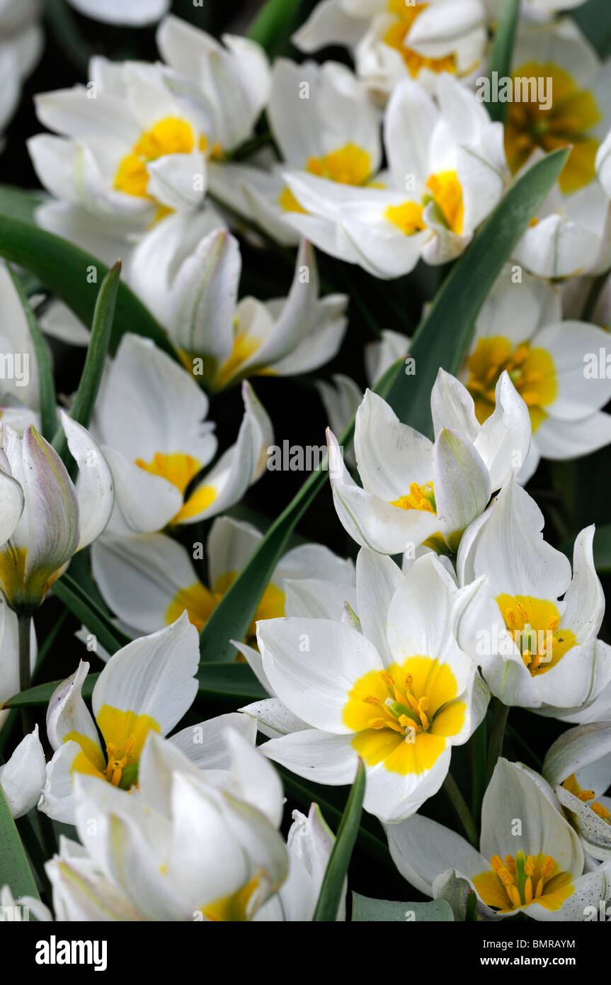 tulipa polychroma early flowered group 2 spring blooming wildflower ...