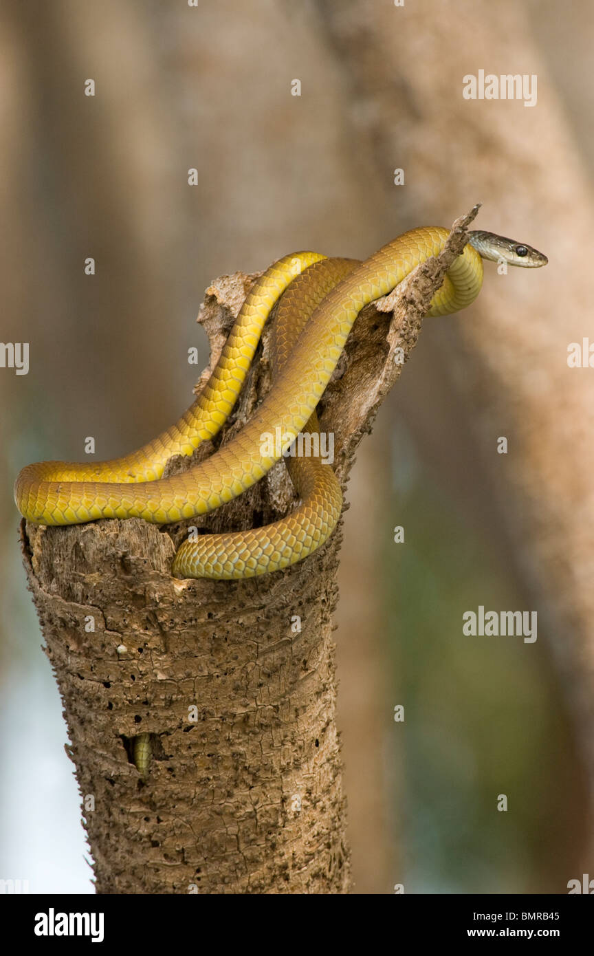 Common tree snake Dendrelaphis punctulata Kakadu National Park ...