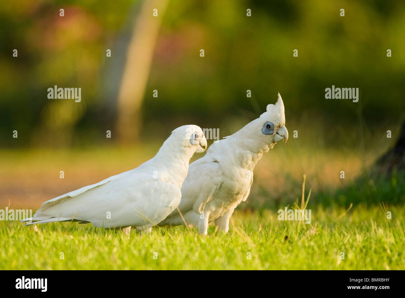 Little Corella Cacatua sanguinea Australia Stock Photo - Alamy