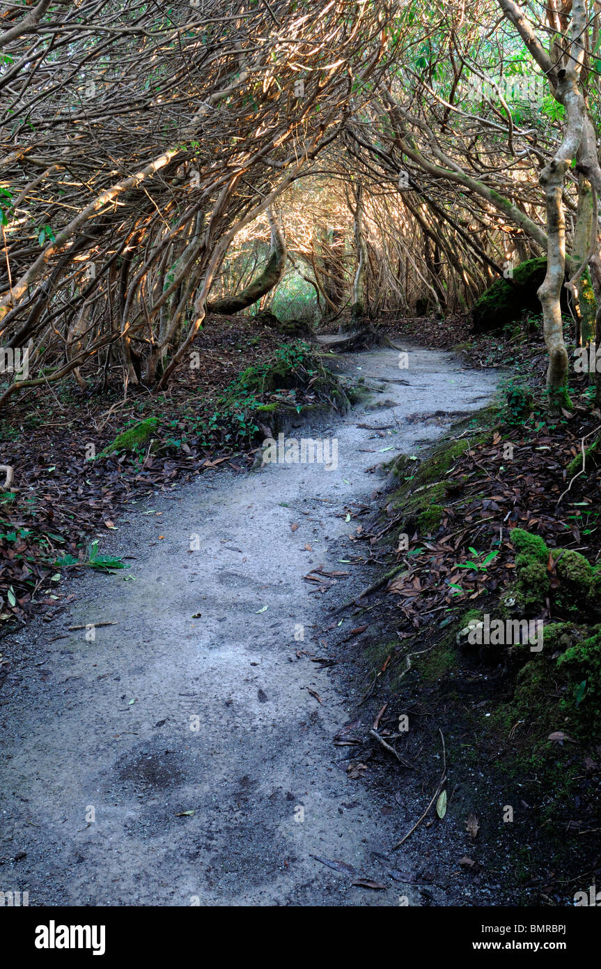 tree lined winding path lead leading direct to towards golden light at ...