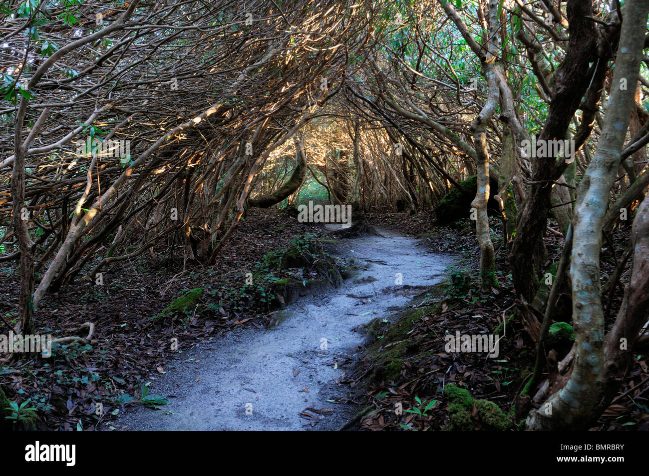 tree lined winding path lead leading direct to towards golden light at ...