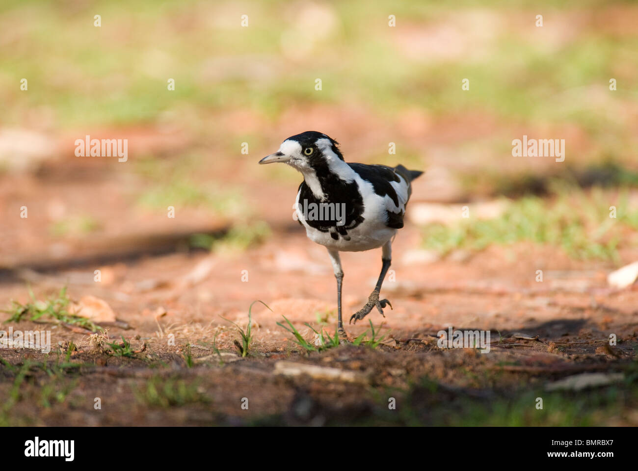 Magpie Lark Grallina cyanoleuca Peewee Mudlark Australia Stock Photo ...