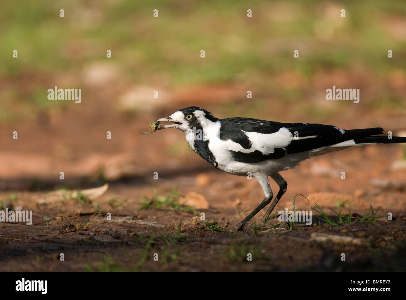 Magpie Lark Grallina cyanoleuca Peewee Mudlark Australia Stock Photo ...
