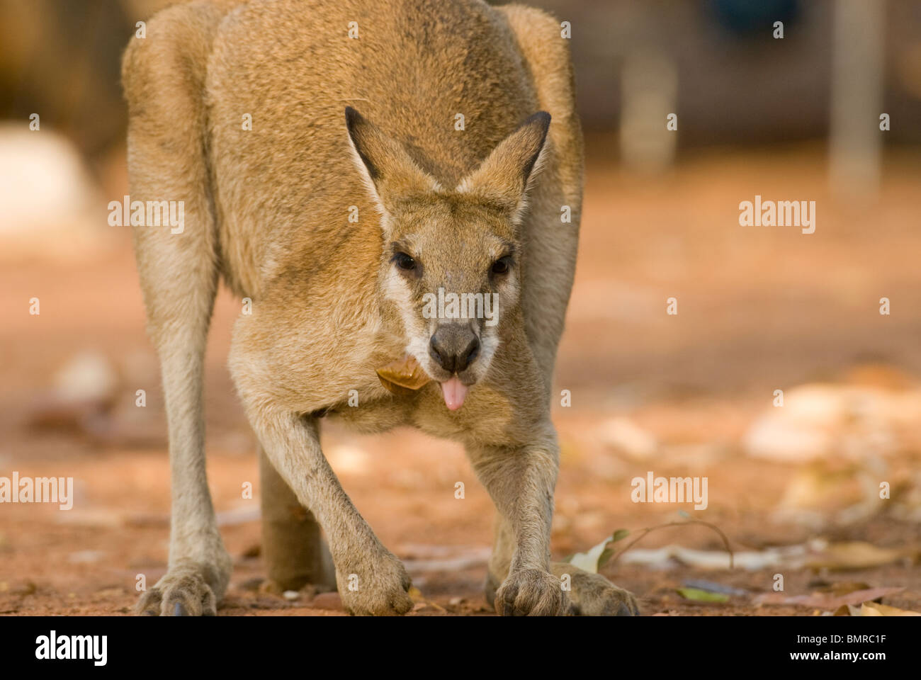 Agile Wallaby macropus agilis Australia Stock Photo - Alamy
