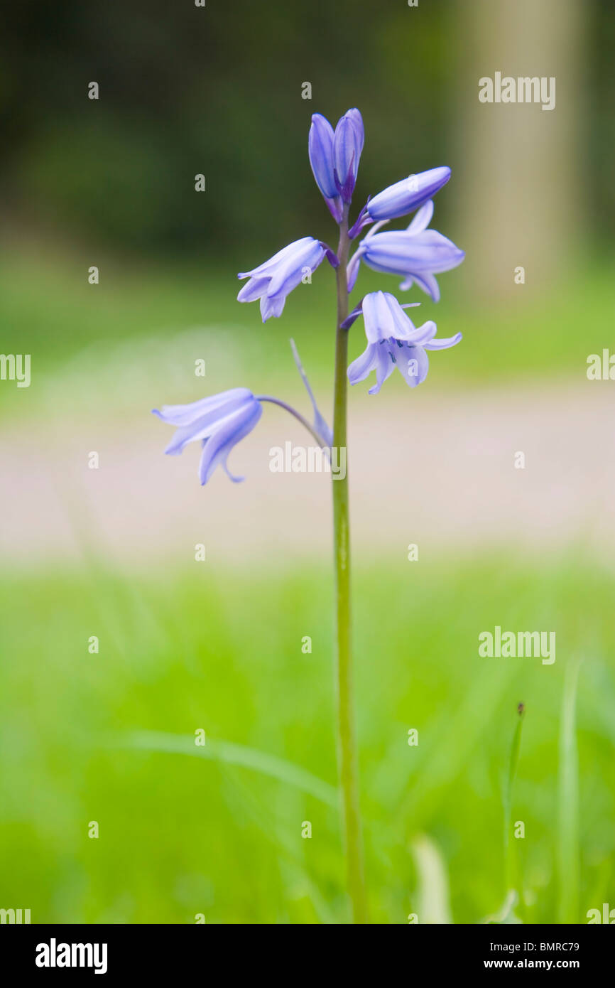 Common endymion non scriptus hi-res stock photography and images - Alamy