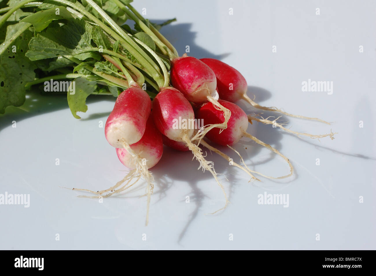 a bunch of fresh radishes Stock Photo - Alamy