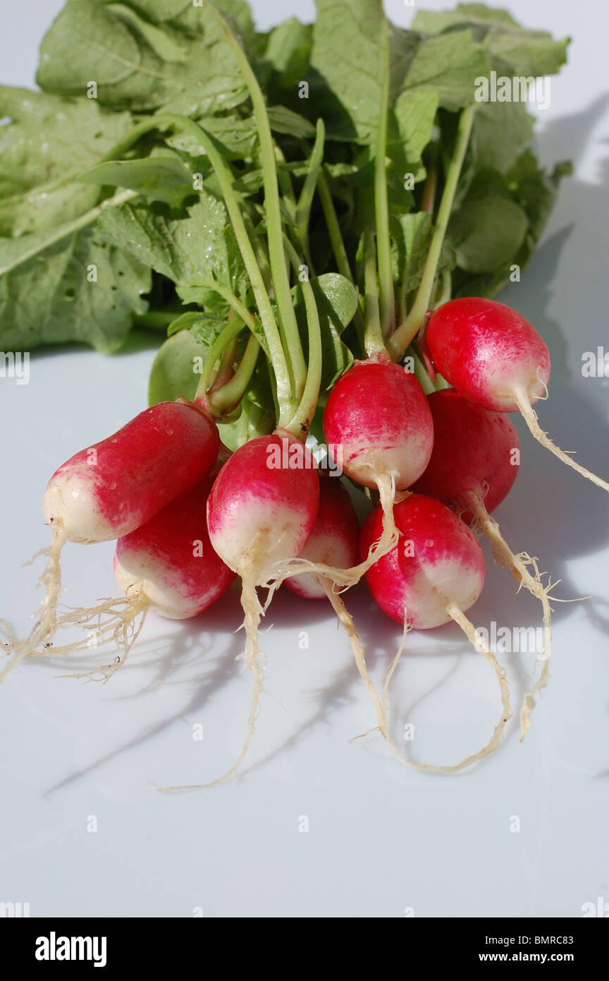 a bunch of fresh radishes Stock Photo - Alamy