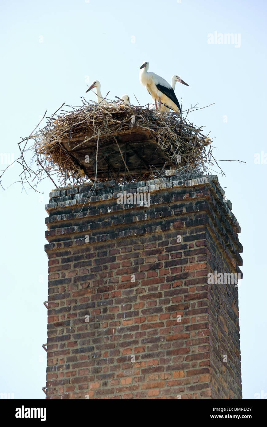 Platform nest hi-res stock photography and images - Alamy
