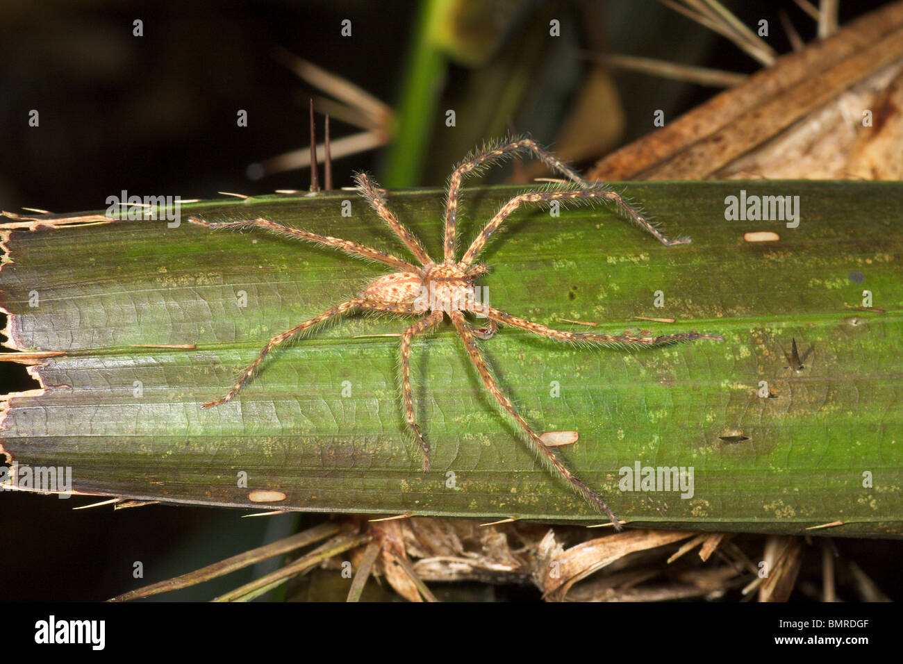 Tropical Rainforest Spiders