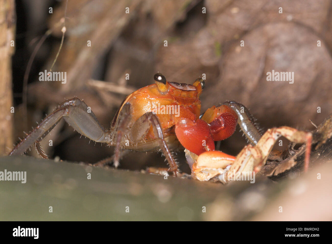 Terrestrial crab in tropical rainforest, Borneo Stock Photo - Alamy