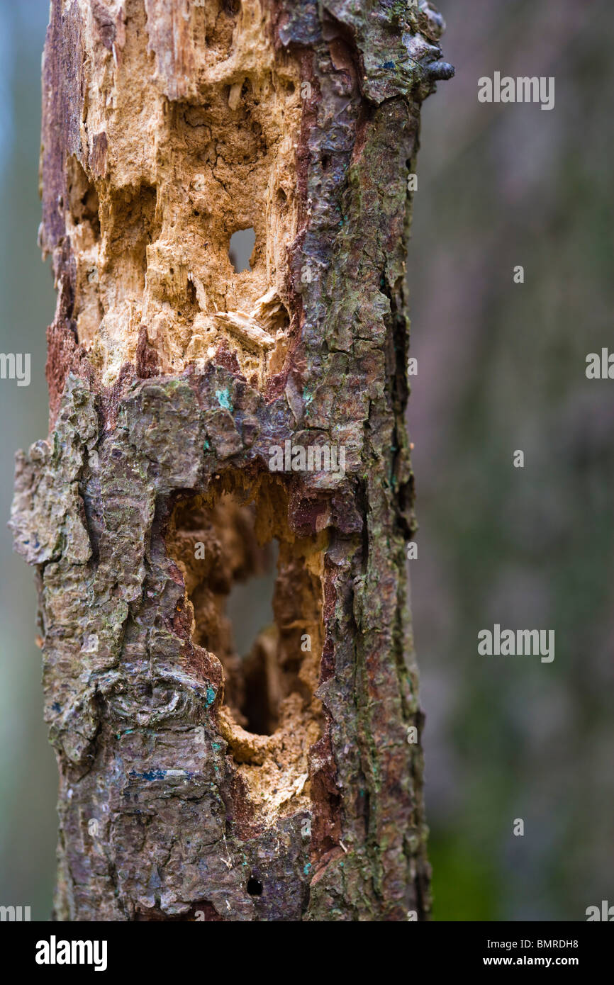 Damaged tree trunk Stock Photo - Alamy