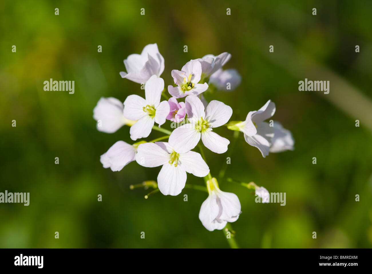 Cuckoo Flower, Lady's Smock, Cardamine pratensis, Brassicaceae ...