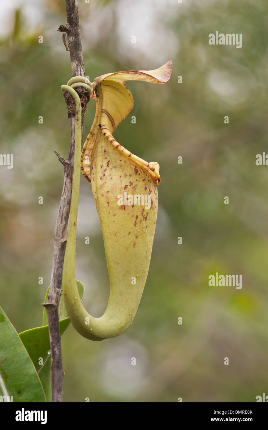 pitcher plant Nepenthes Rafflesiana showing aerial pitcher Stock Photo ...