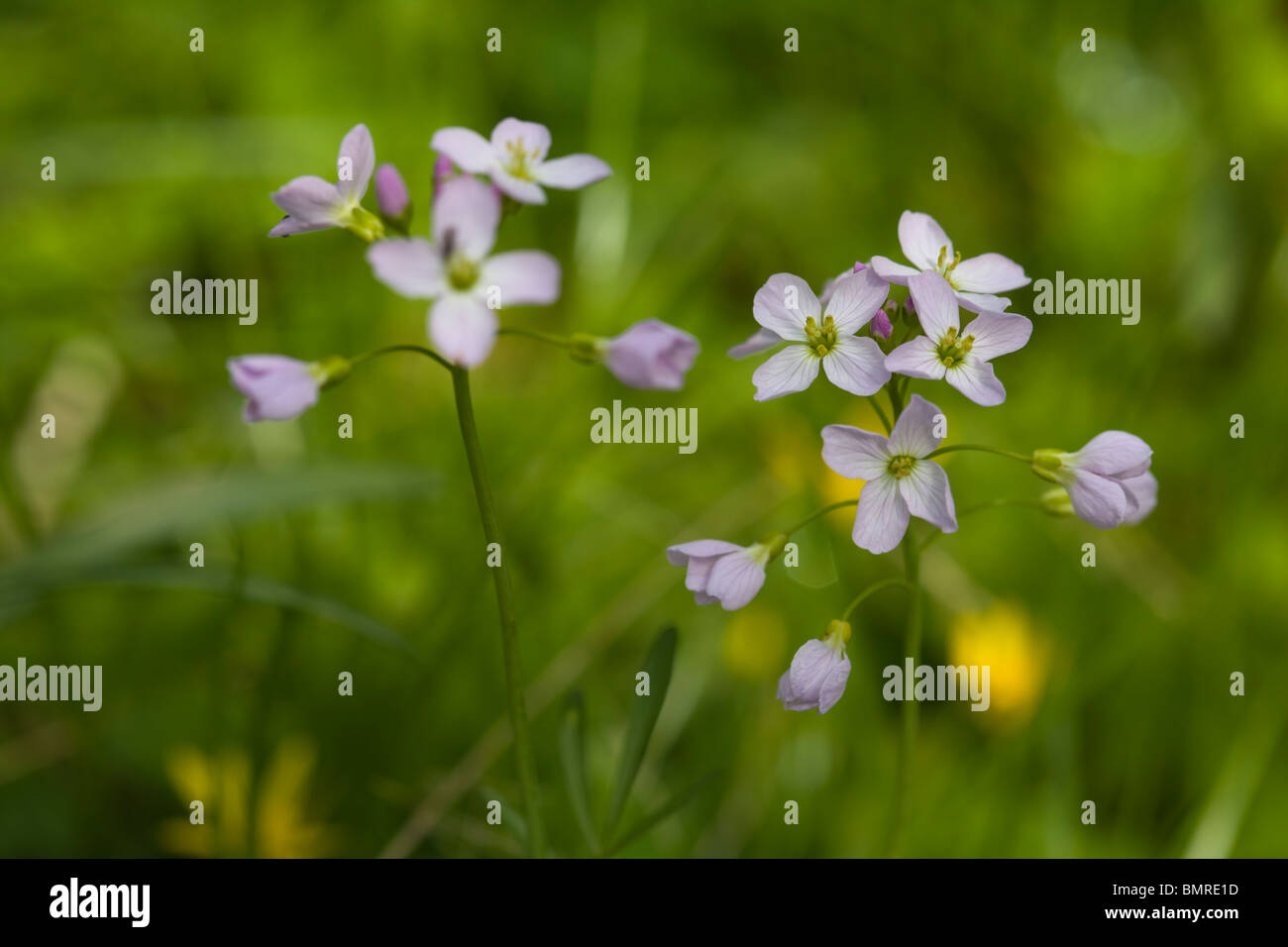 Cuckoo Flower, Lady's Smock, Cardamine pratensis, Brassicaceae ...