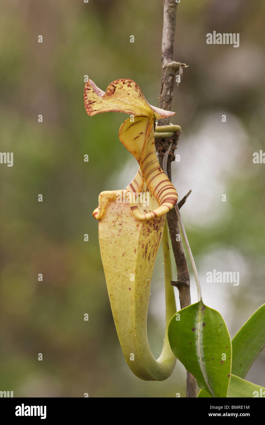 pitcher plant Nepenthes Rafflesiana showing aerial pitcher Stock Photo ...