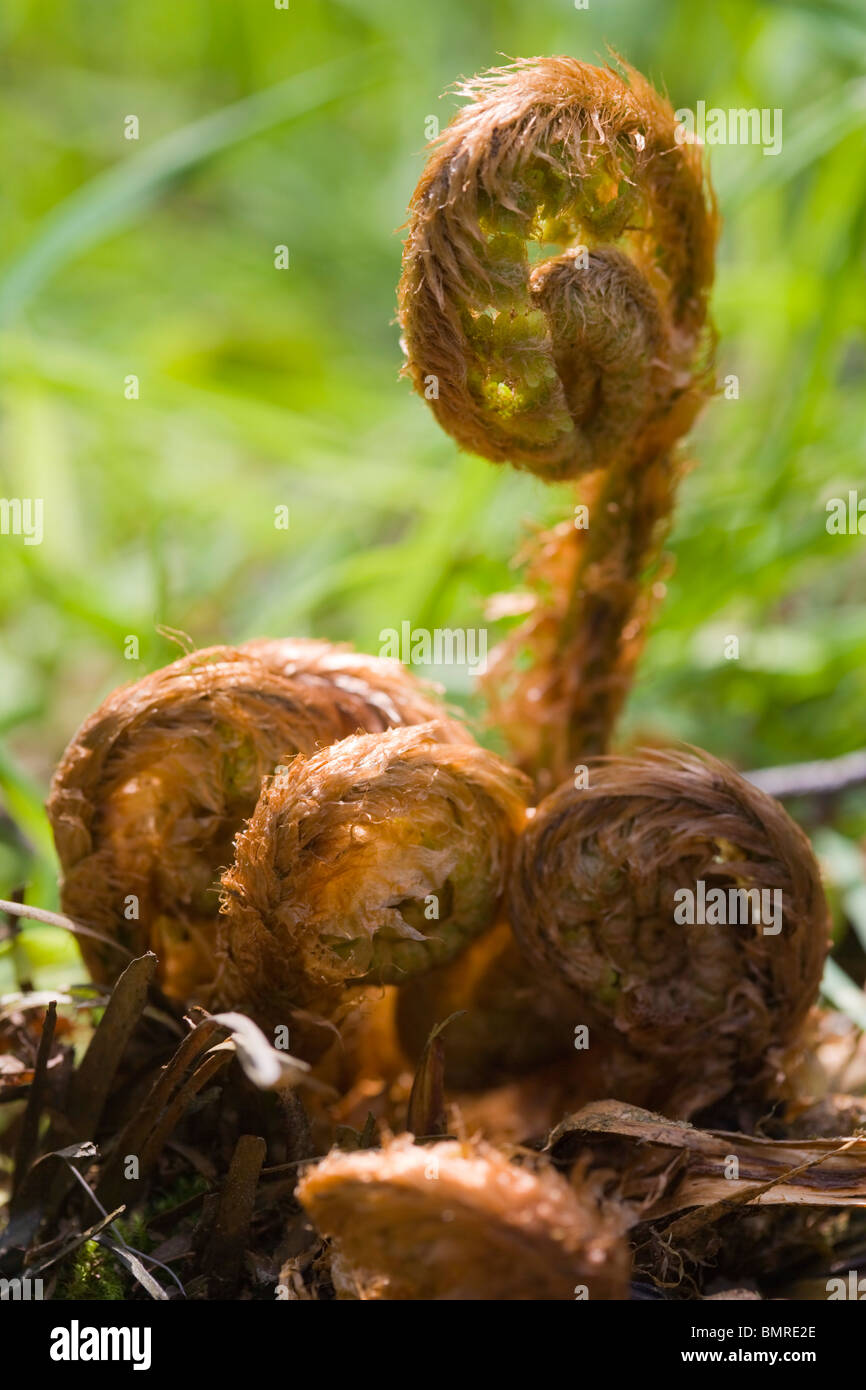 Unrolling young frond of Fern, Pteridophyta, Filicophyta Stock Photo ...