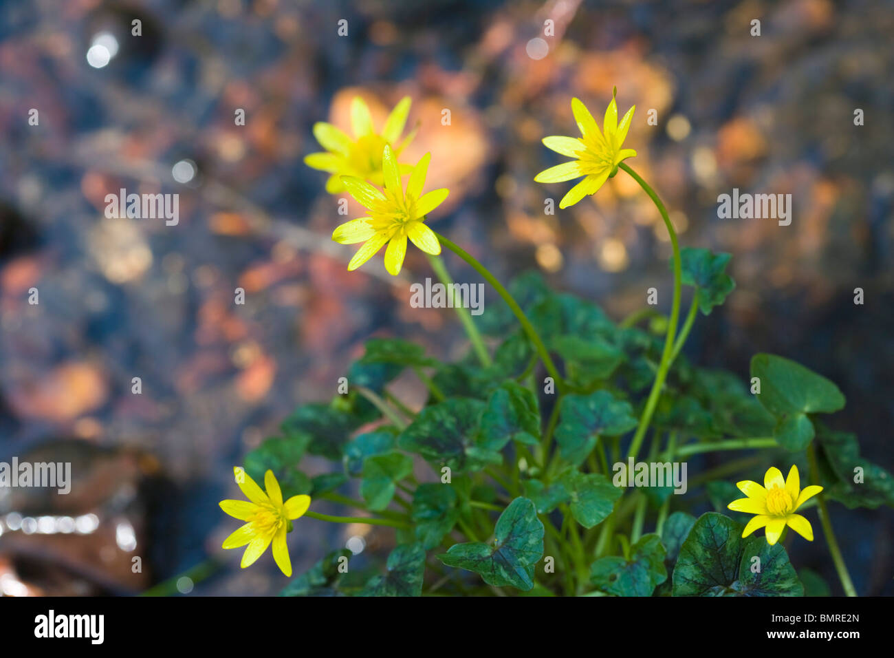 Lesser celandine wildflowers hi-res stock photography and images - Alamy