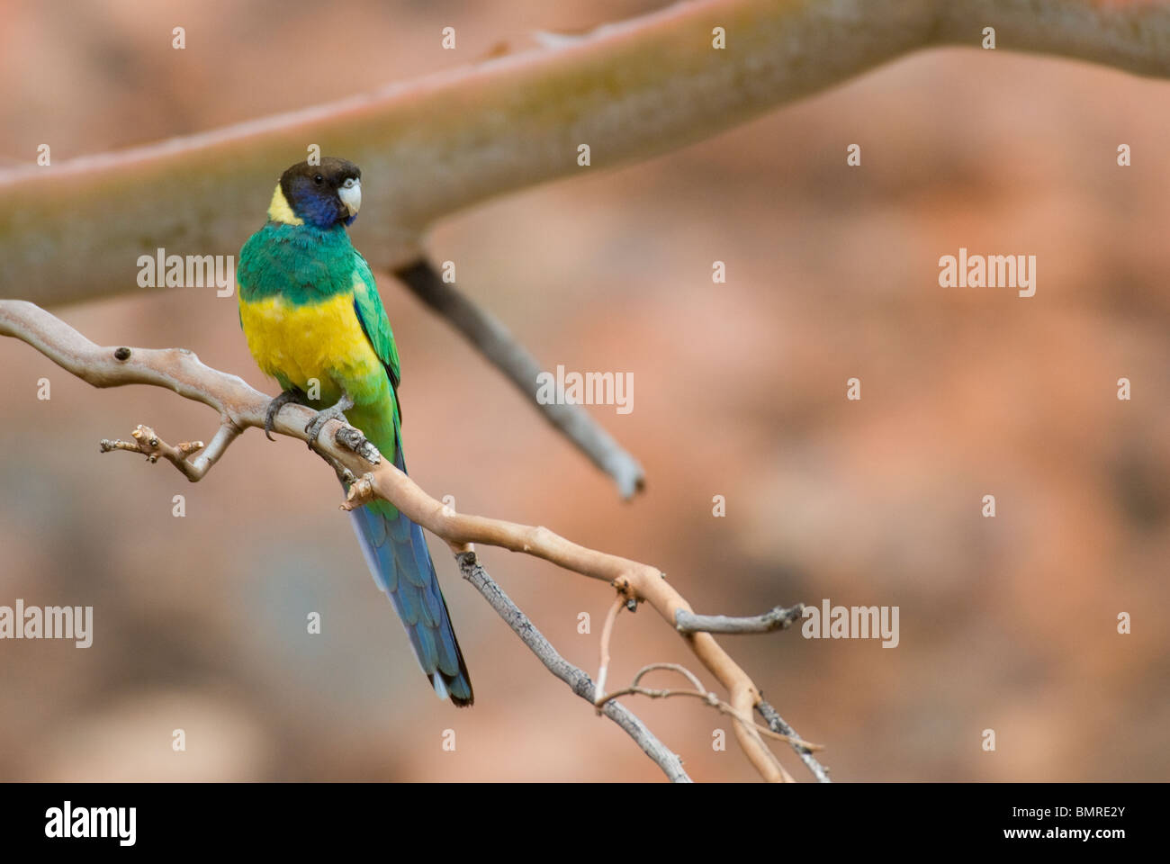 Australian Ringneck parrot Barnardius zonarius Northern Territory ...