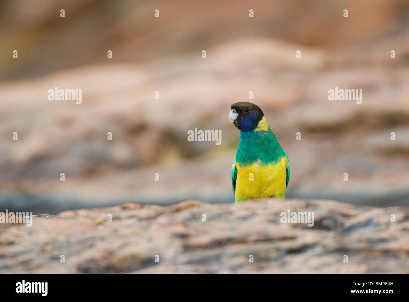 Australian Ringneck parrot Barnardius zonarius Northern Territory ...