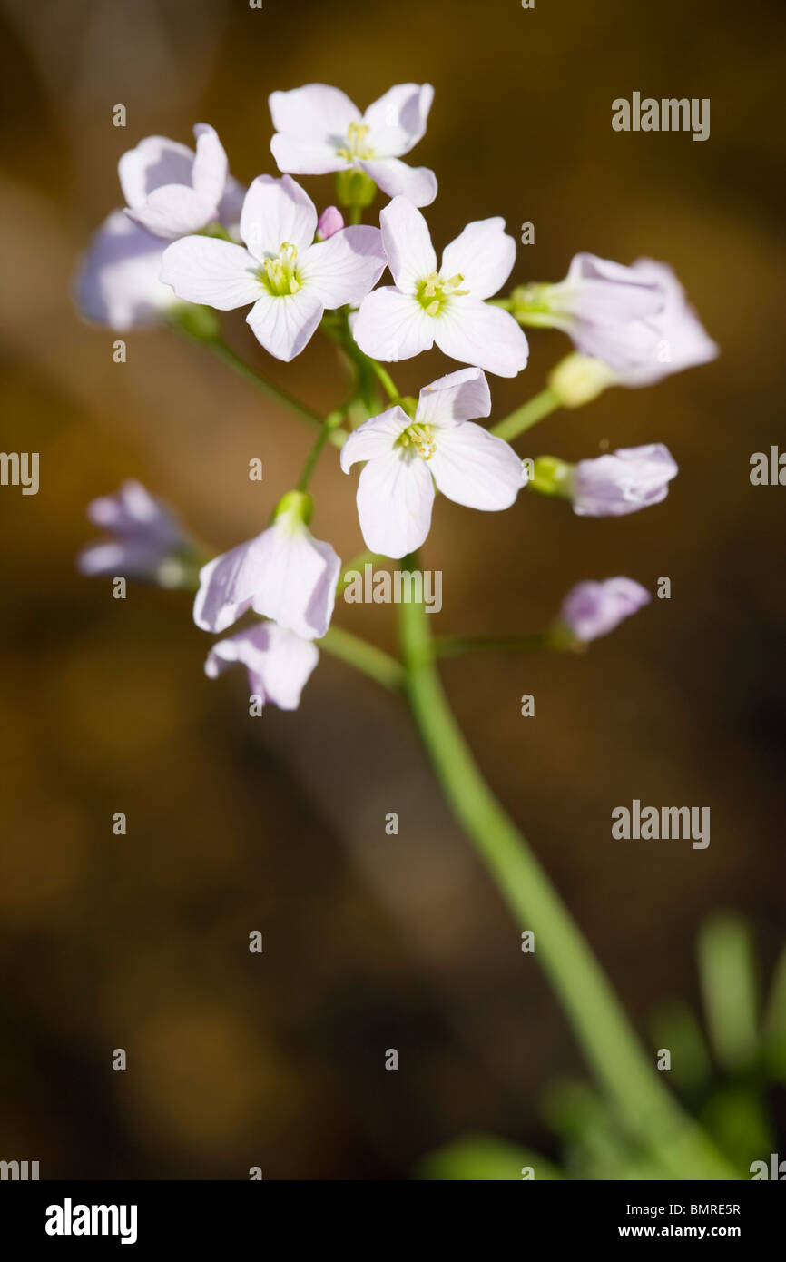 Cuckoo Flower, Lady's Smock, Cardamine pratensis, Brassicaceae ...