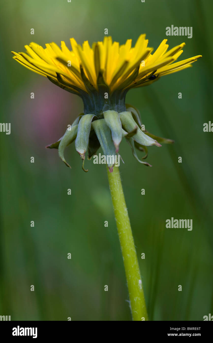 Flower side view hi-res stock photography and images - Alamy