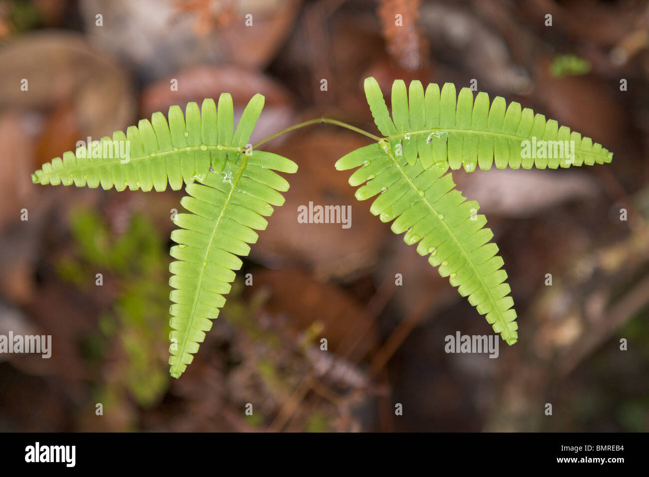 Tropical ferns malaysia hi-res stock photography and images - Alamy