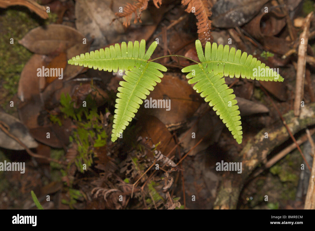 Tropical ferns malaysia hi-res stock photography and images - Alamy