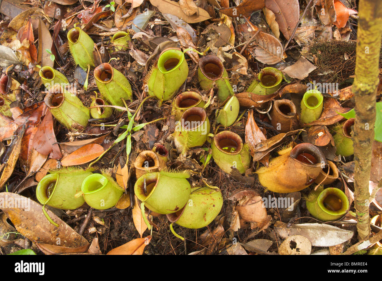 pitcher plant Nepenthes ampullaria Stock Photo - Alamy