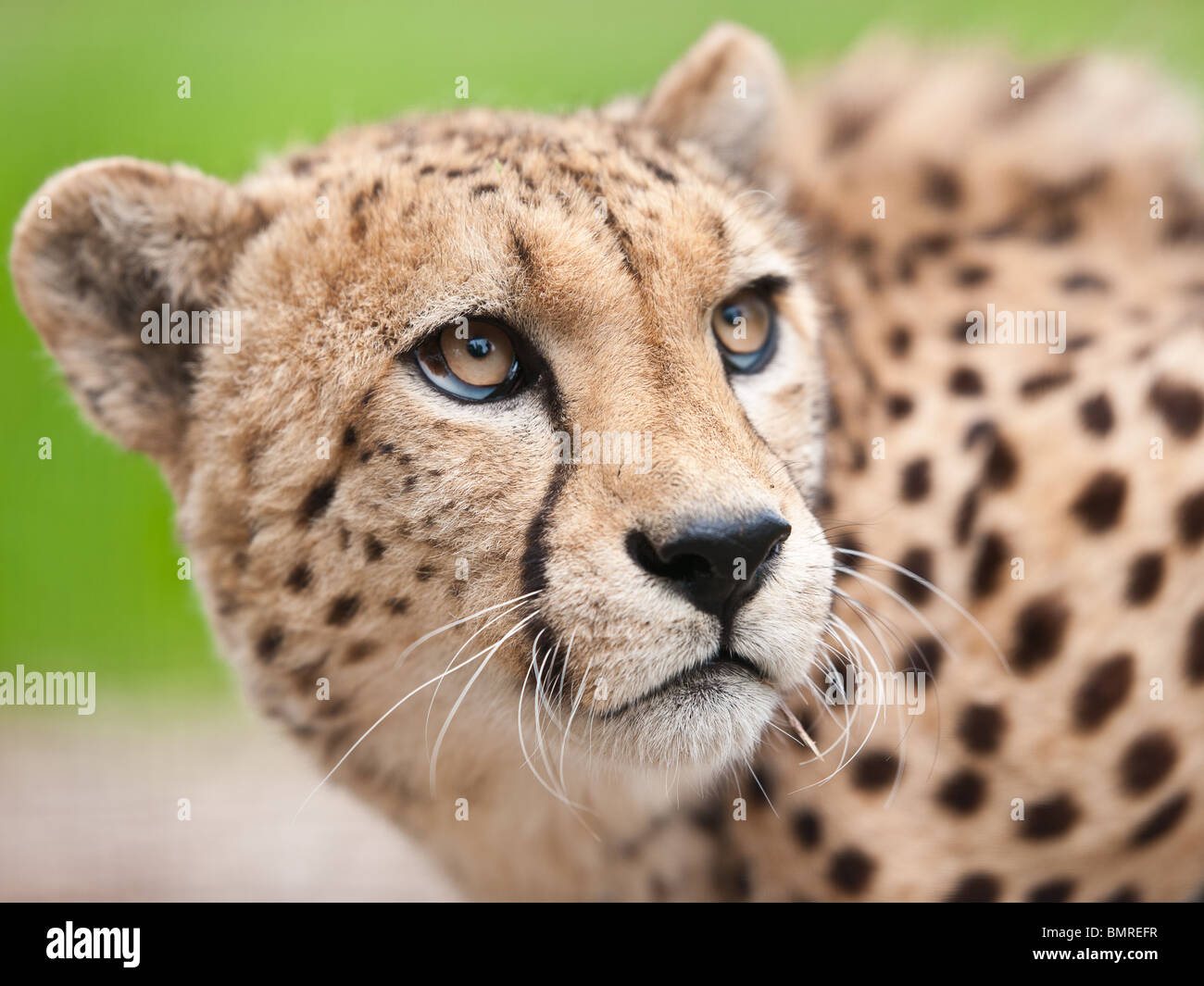 Headshot of Cheetah looking slightly upwards in the distance Stock ...