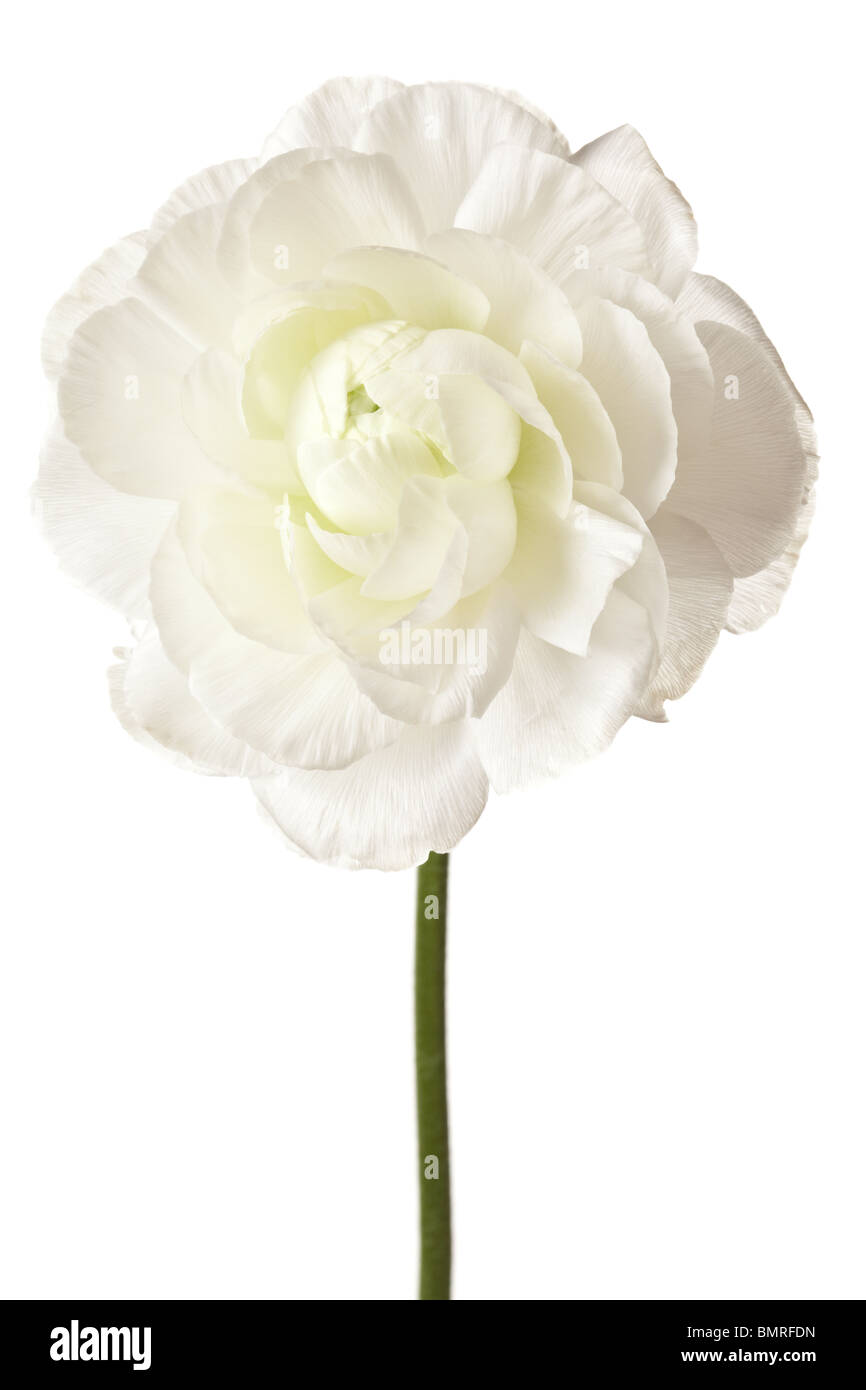 White Ranunculus Isolated on a White Background Stock Photo - Alamy