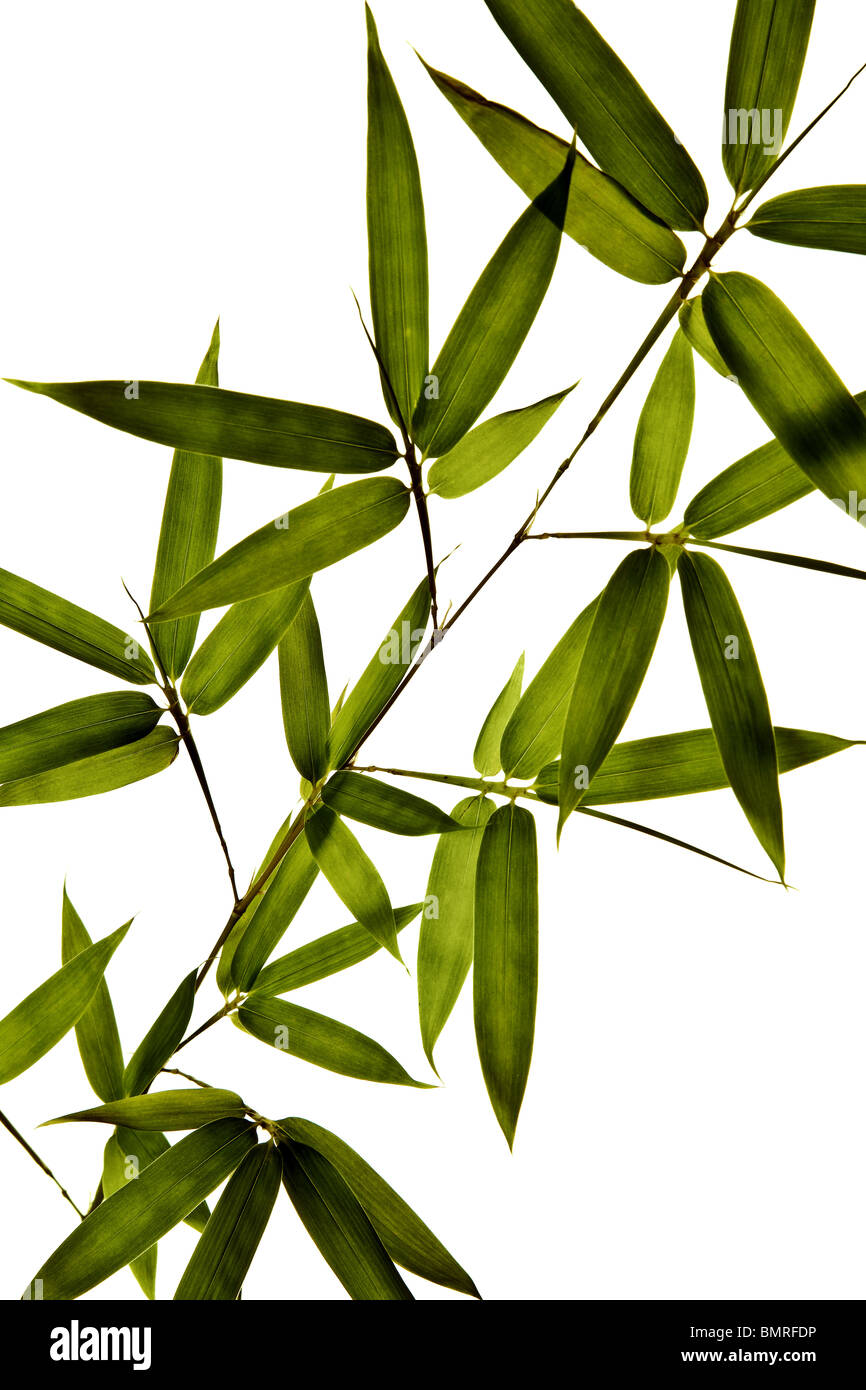 Bamboo Isolated on White Background Stock Photo - Alamy
