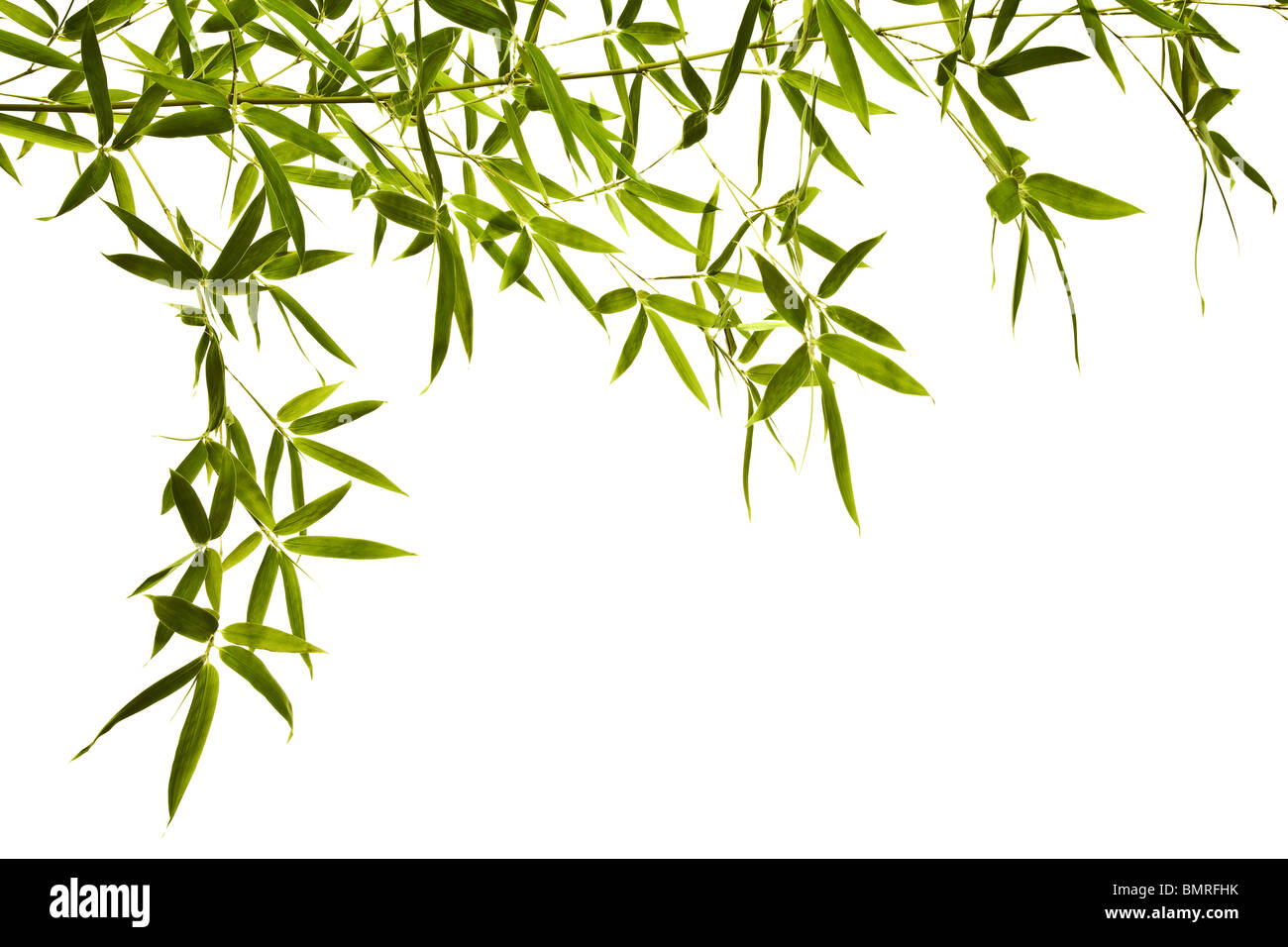Bamboo Isolated on White Background Stock Photo - Alamy