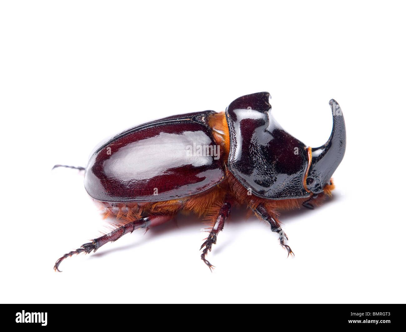 Rhino Beetle Horn High Resolution Stock Photography and Images - Alamy