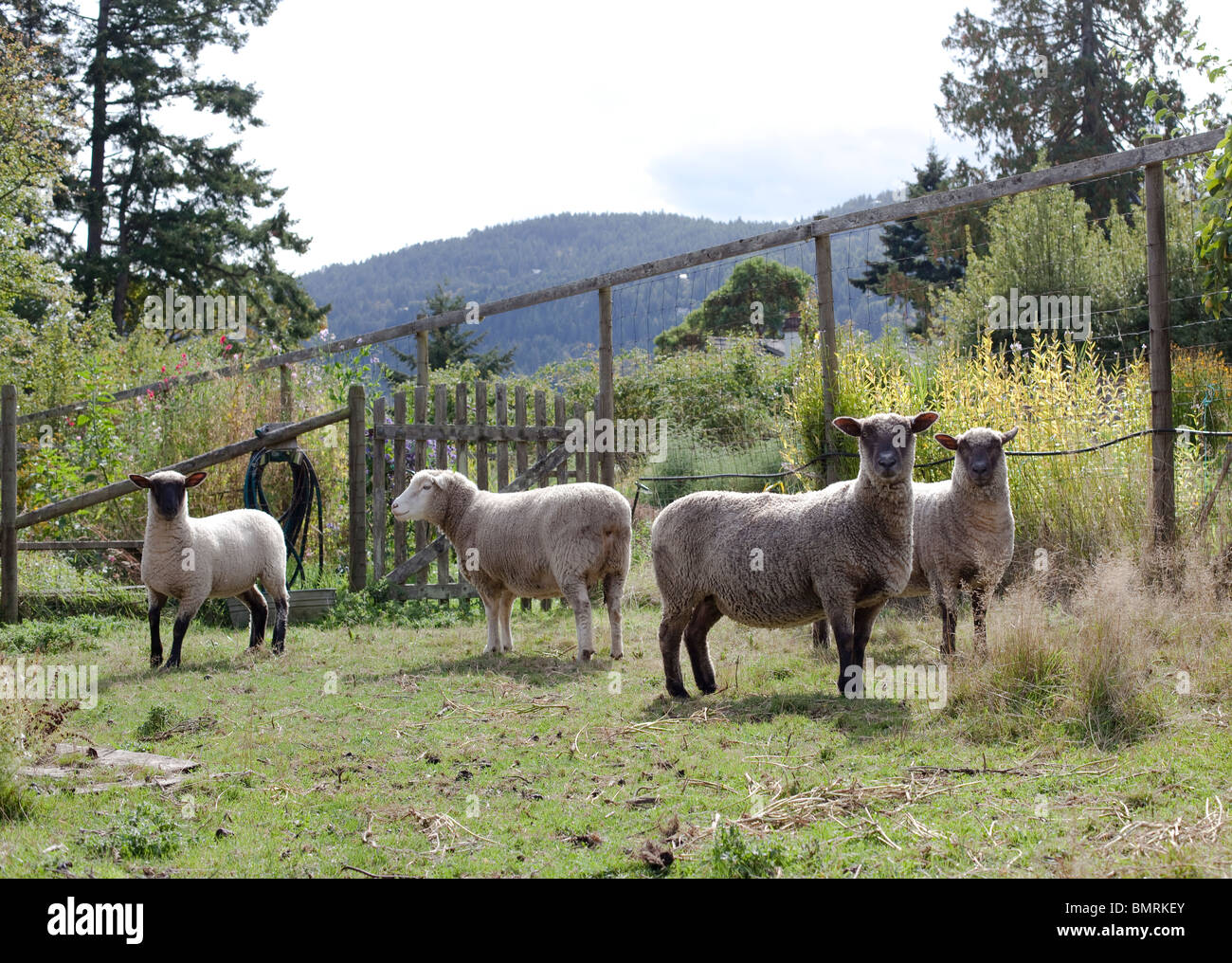 four sheep in a field Stock Photo - Alamy