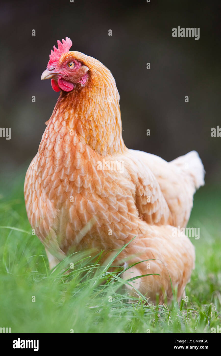 A Rhode Island Red hybrid hen chicken (Gallus gallus domesticus) on a ...